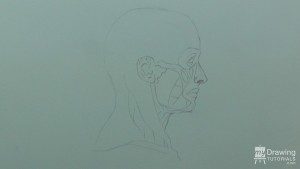 How To Draw The Human Head & It’s Muscles | My Drawing Tutorials