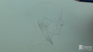 How To Draw The Human Head & It’s Muscles | My Drawing Tutorials