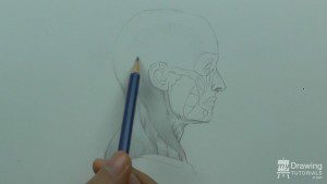 How To Draw The Human Head & It’s Muscles | My Drawing Tutorials